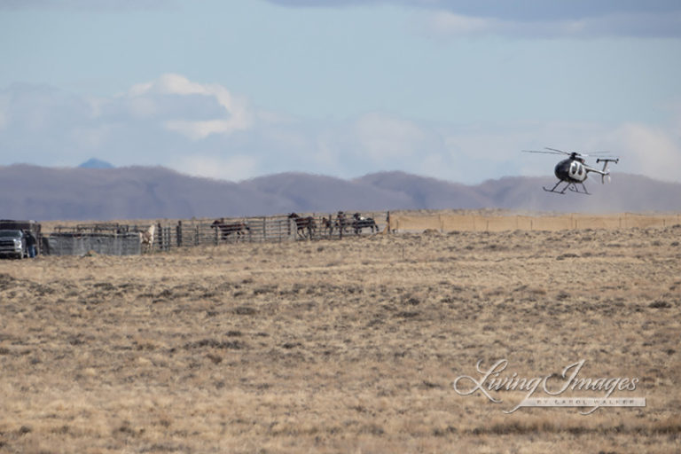 The Devastation of the Red Desert Complex Wild Horse Roundup Continues ...