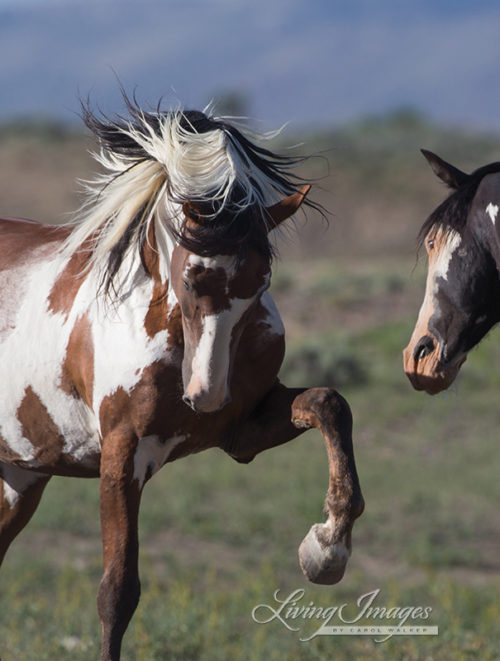 A Tribute to Picasso, Iconic Wild Stallion of Sand Wash Basin - Wild ...