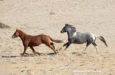 Only A Tiny Amount Of Wild Horses Will Remain In Antelope Hills Herd