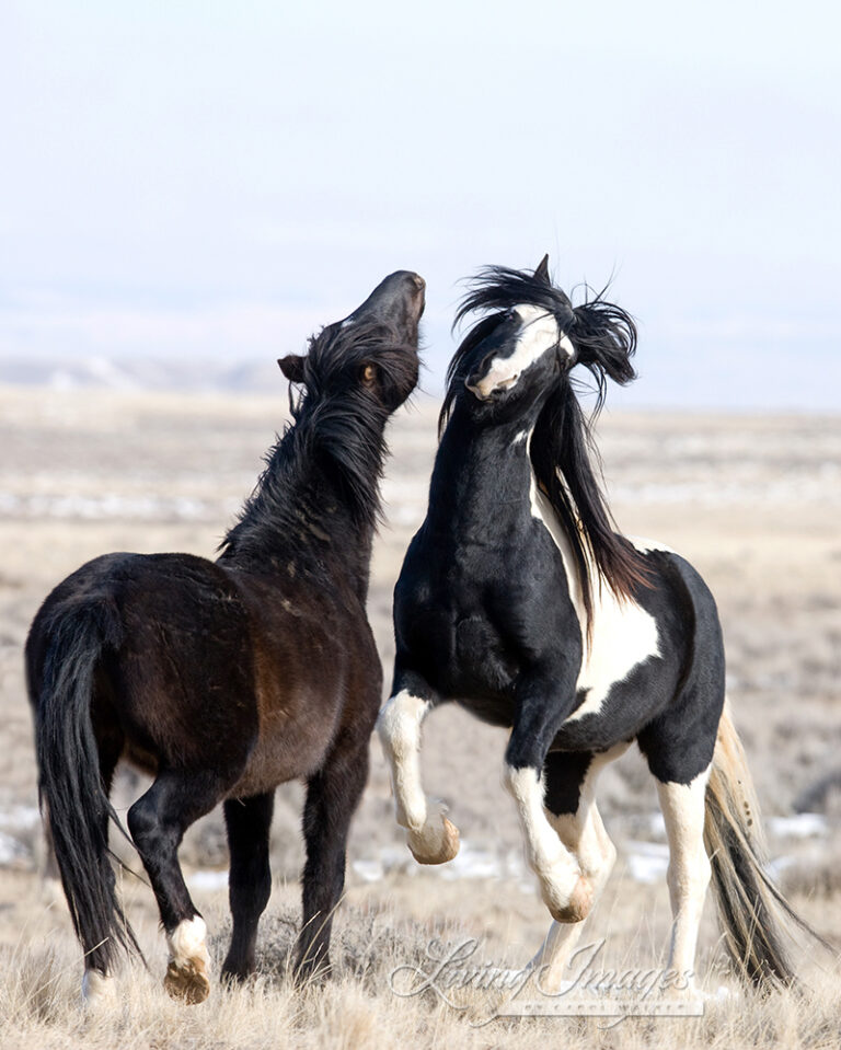 A Tribute to Washakie, Wild Stallion of McCullough Peaks - Wild Hoofbeats