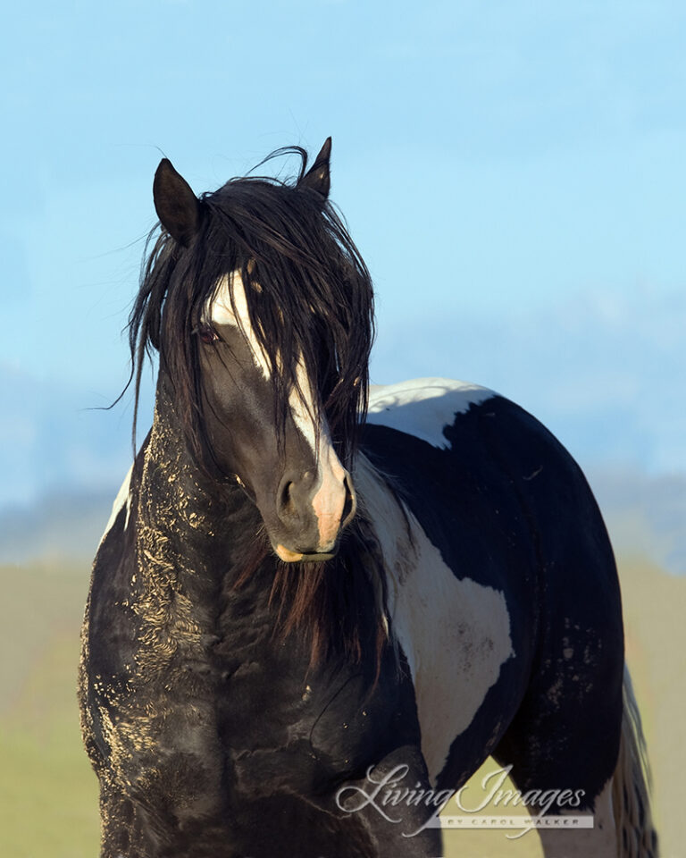 A Tribute to Washakie, Wild Stallion of McCullough Peaks - Wild Hoofbeats