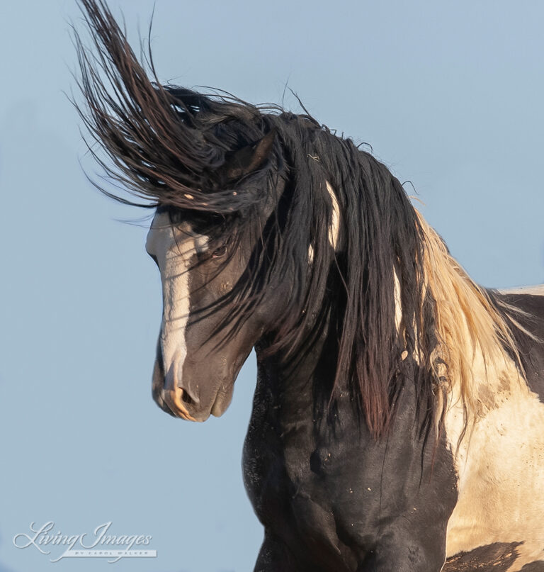 Introducing Freedom for Wild Horses with Carol J. Walker! - Wild Hoofbeats