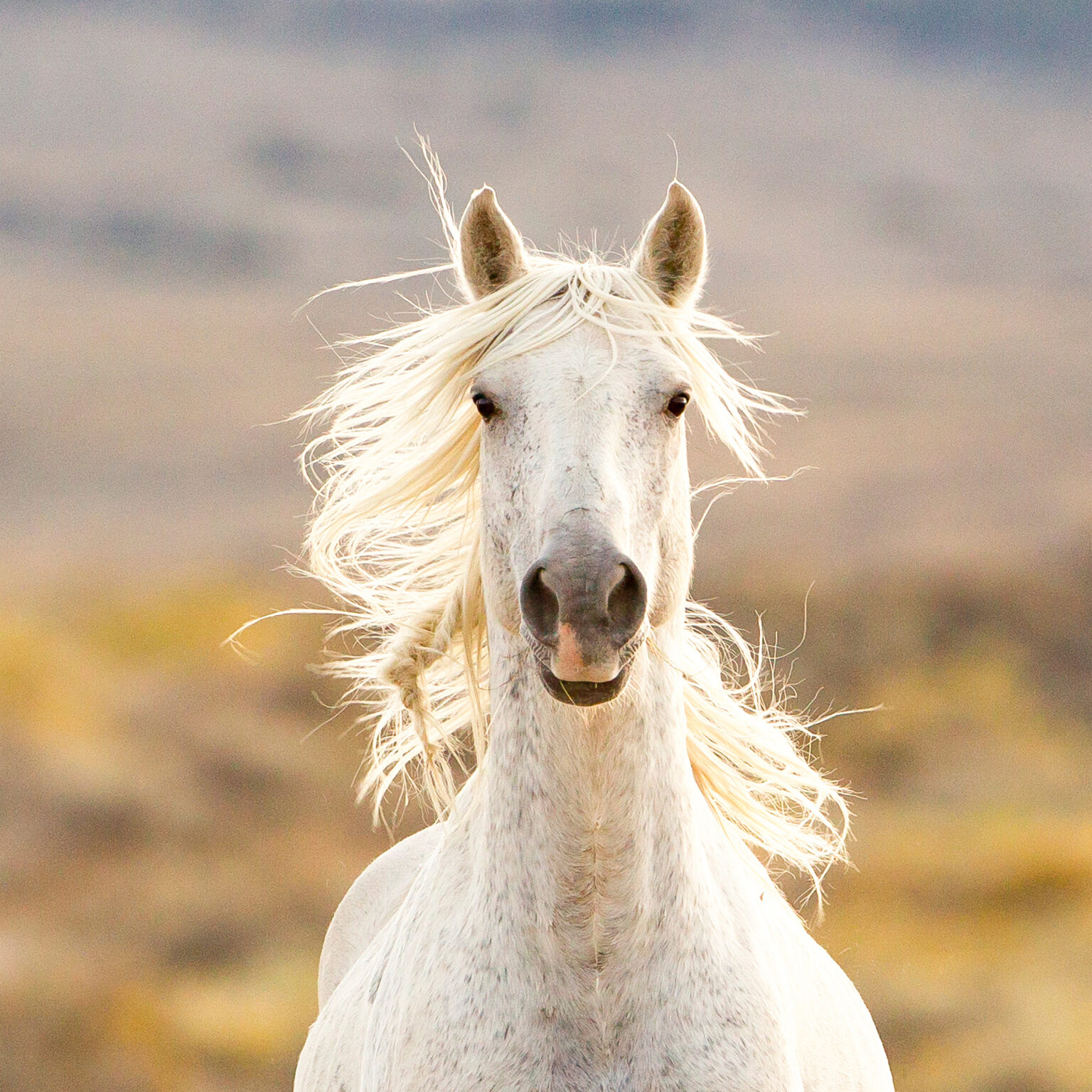 Introducing Freedom for Wild Horses with Carol J. Walker! - Wild Hoofbeats