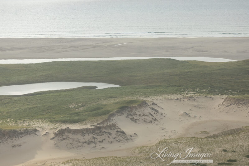 Ep #17: Visiting Sable Island - Wild Hoofbeats