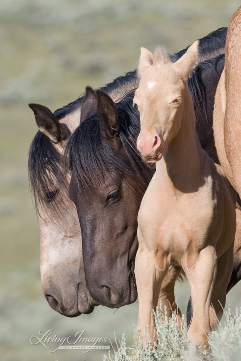 Ep #28: Living with Mustangs - Wild Hoofbeats