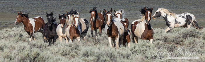 A Tribute to Thor, Wild Stallion of McCullough Peaks - Wild Hoofbeats