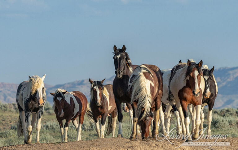 A Tribute to Thor, Wild Stallion of McCullough Peaks - Wild Hoofbeats