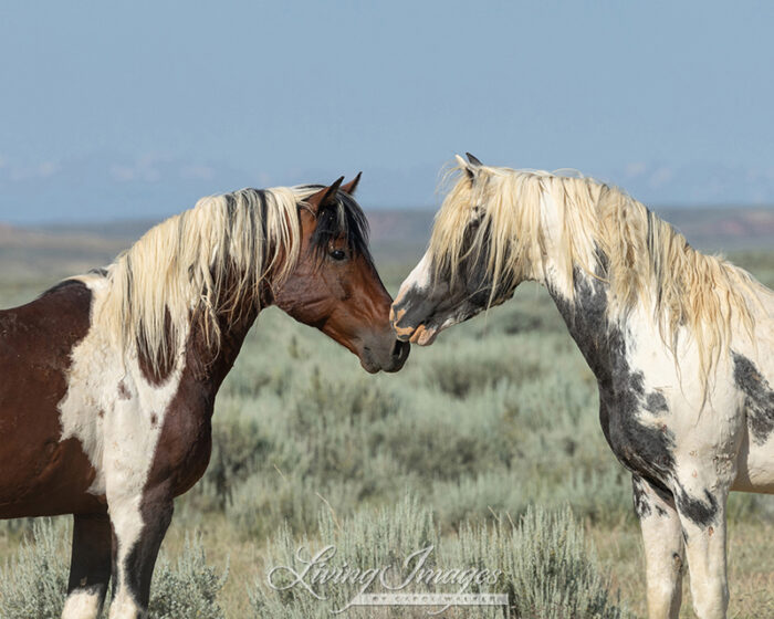 A Tribute to Thor, Wild Stallion of McCullough Peaks - Wild Hoofbeats