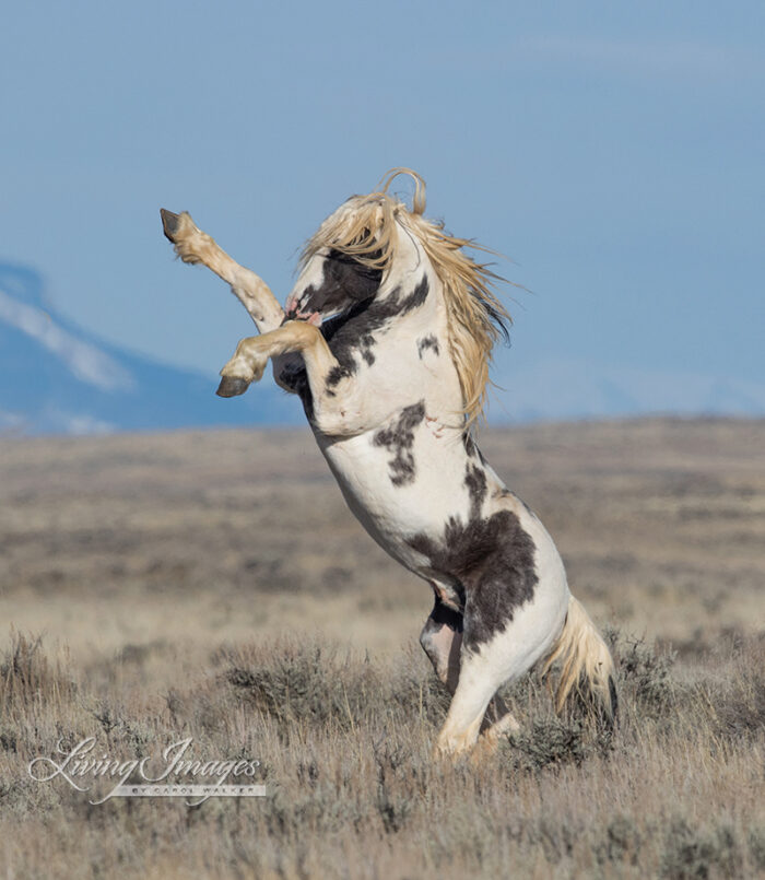 A Tribute to Thor, Wild Stallion of McCullough Peaks - Wild Hoofbeats