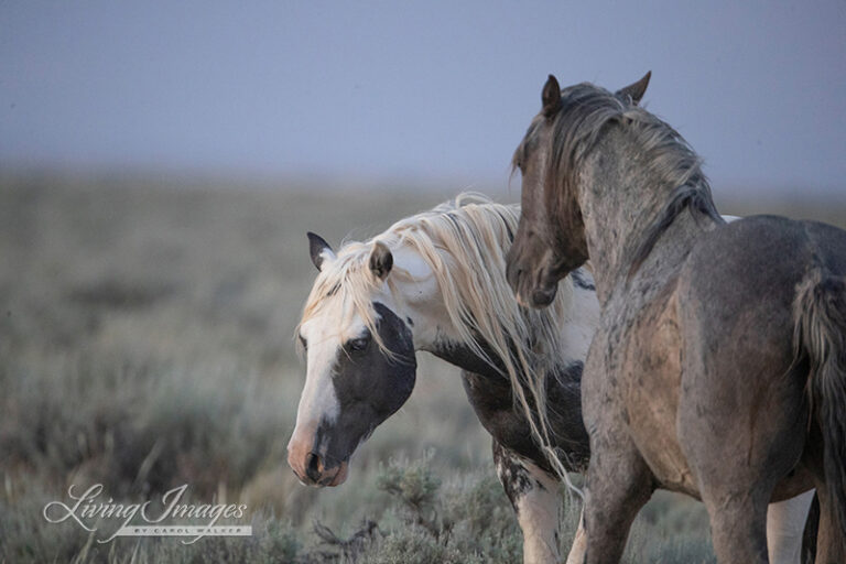A Tribute to Thor, Wild Stallion of McCullough Peaks - Wild Hoofbeats