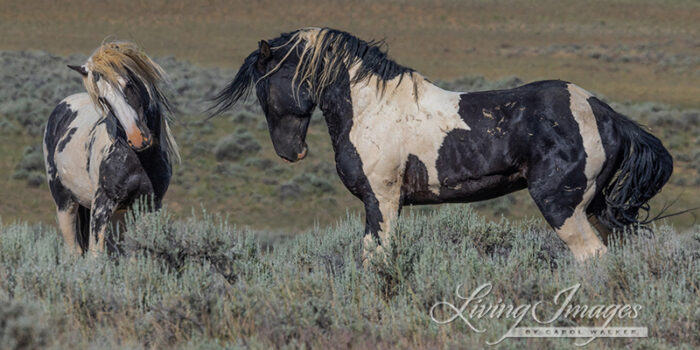 A Tribute to Thor, Wild Stallion of McCullough Peaks - Wild Hoofbeats