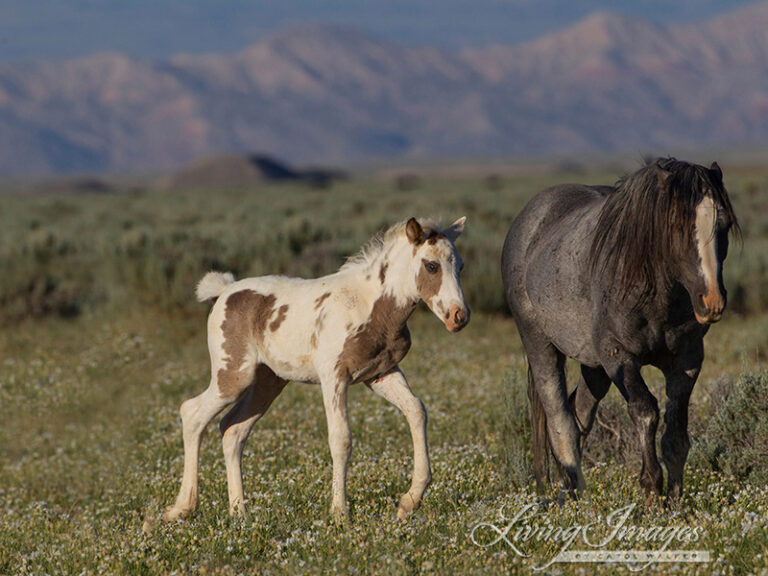 A Tribute to Thor, Wild Stallion of McCullough Peaks - Wild Hoofbeats