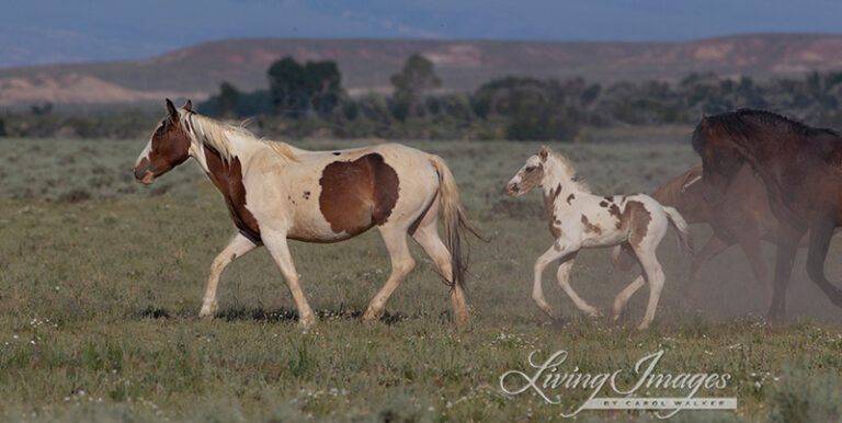 A Tribute to Thor, Wild Stallion of McCullough Peaks - Wild Hoofbeats