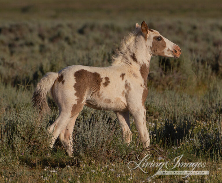 A Tribute to Thor, Wild Stallion of McCullough Peaks - Wild Hoofbeats