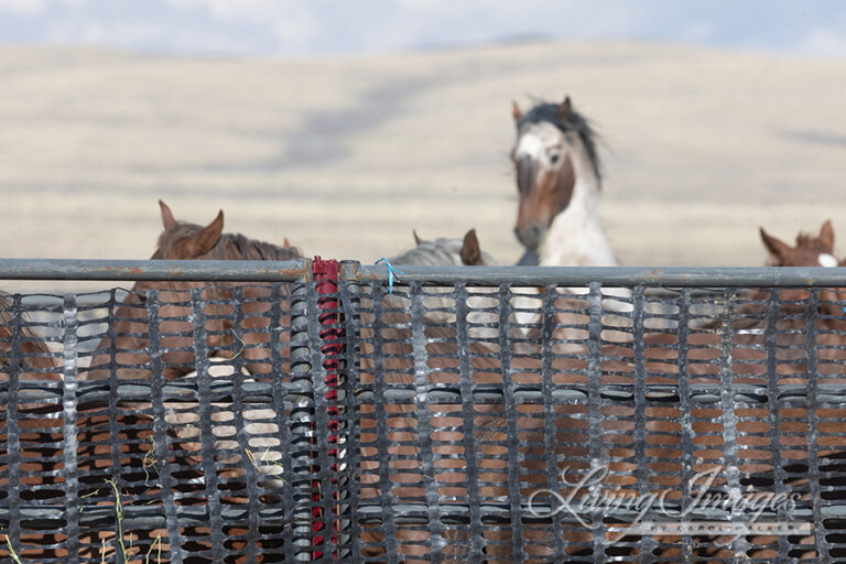 White Mountain Wild Horse Roundup - Precursor to Zeroing the Herd Out ...