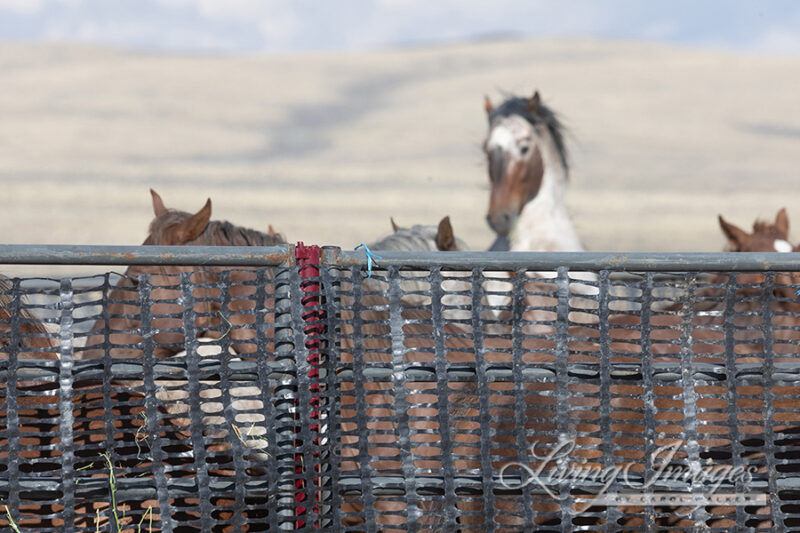 White Mountain Wild Horse Roundup - Precursor to Zeroing the Herd Out ...
