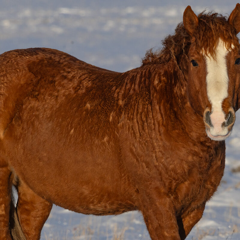 Introducing Freedom for Wild Horses with Carol J. Walker! - Wild Hoofbeats