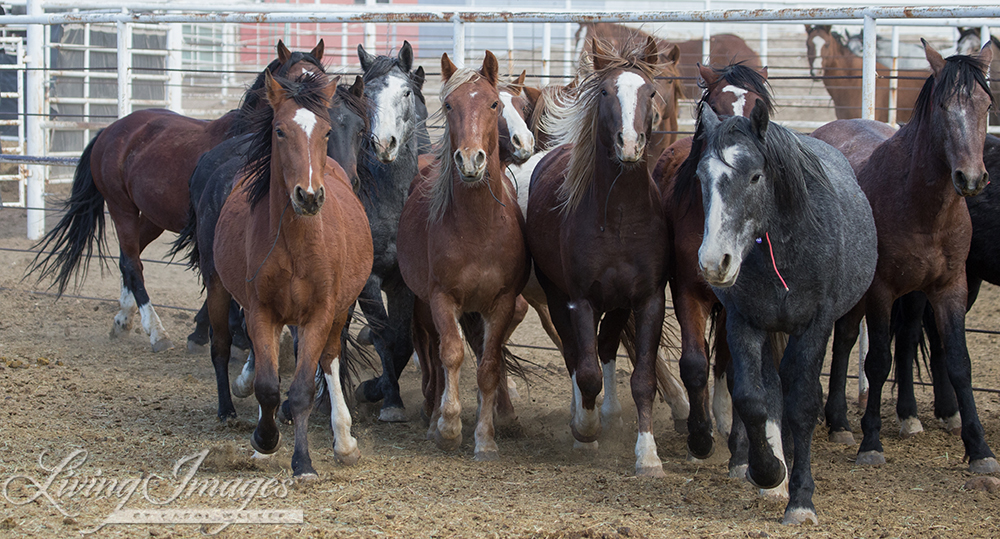 BLM Opens the Door to Slaughtering Wild Horses Even Wider - Wild Hoofbeats