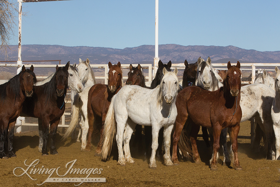 BLM Opens the Door to Slaughtering Wild Horses Even Wider - Wild Hoofbeats