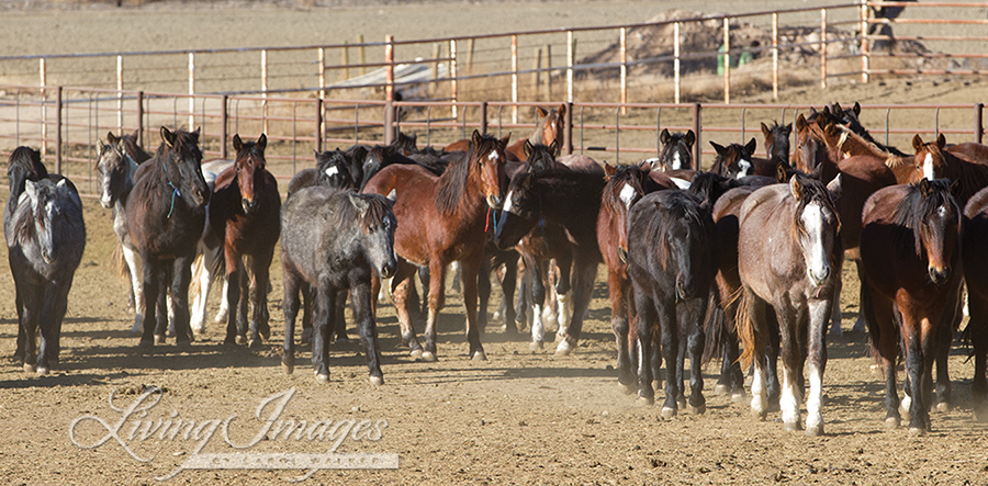 BLM Opens the Door to Slaughtering Wild Horses Even Wider - Wild Hoofbeats