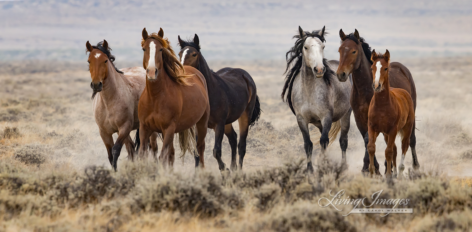Take Action Today Against BLM's New Policies on Wild Horse Roundups ...